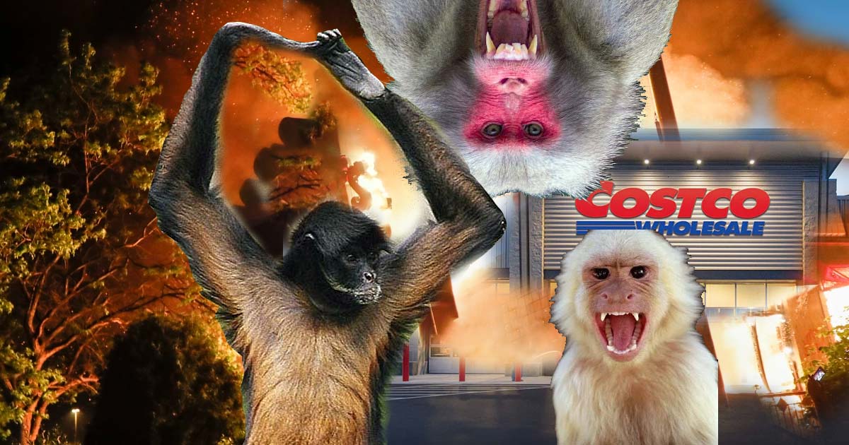 Coconut-picking monkeys riot COSTCO after PETA forces thousands of job ...