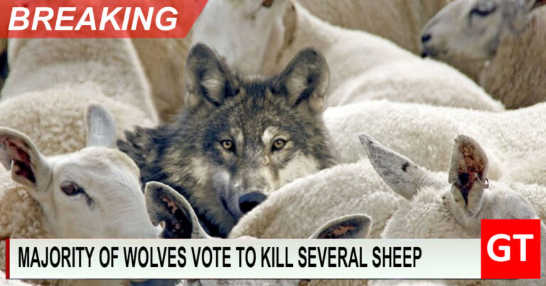 BREAKING: A majority of wolves vote to kill several sheep • Genesius Times